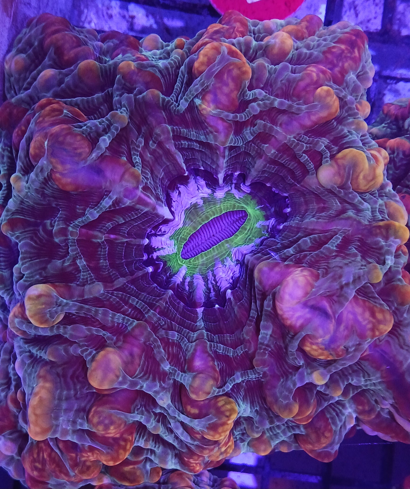 LPS – Marine Exotics