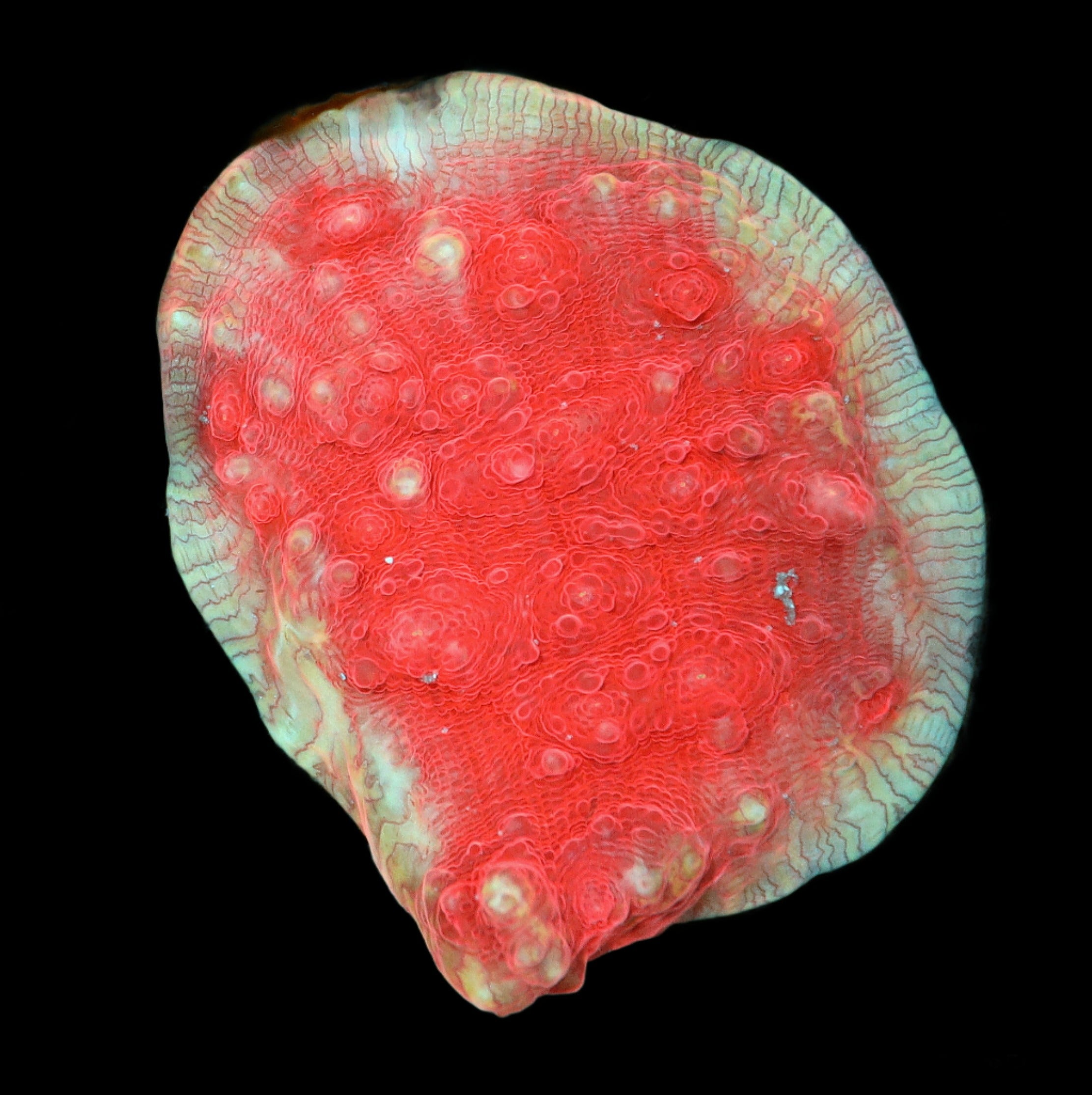 Chalice metallic red – Marine Exotics