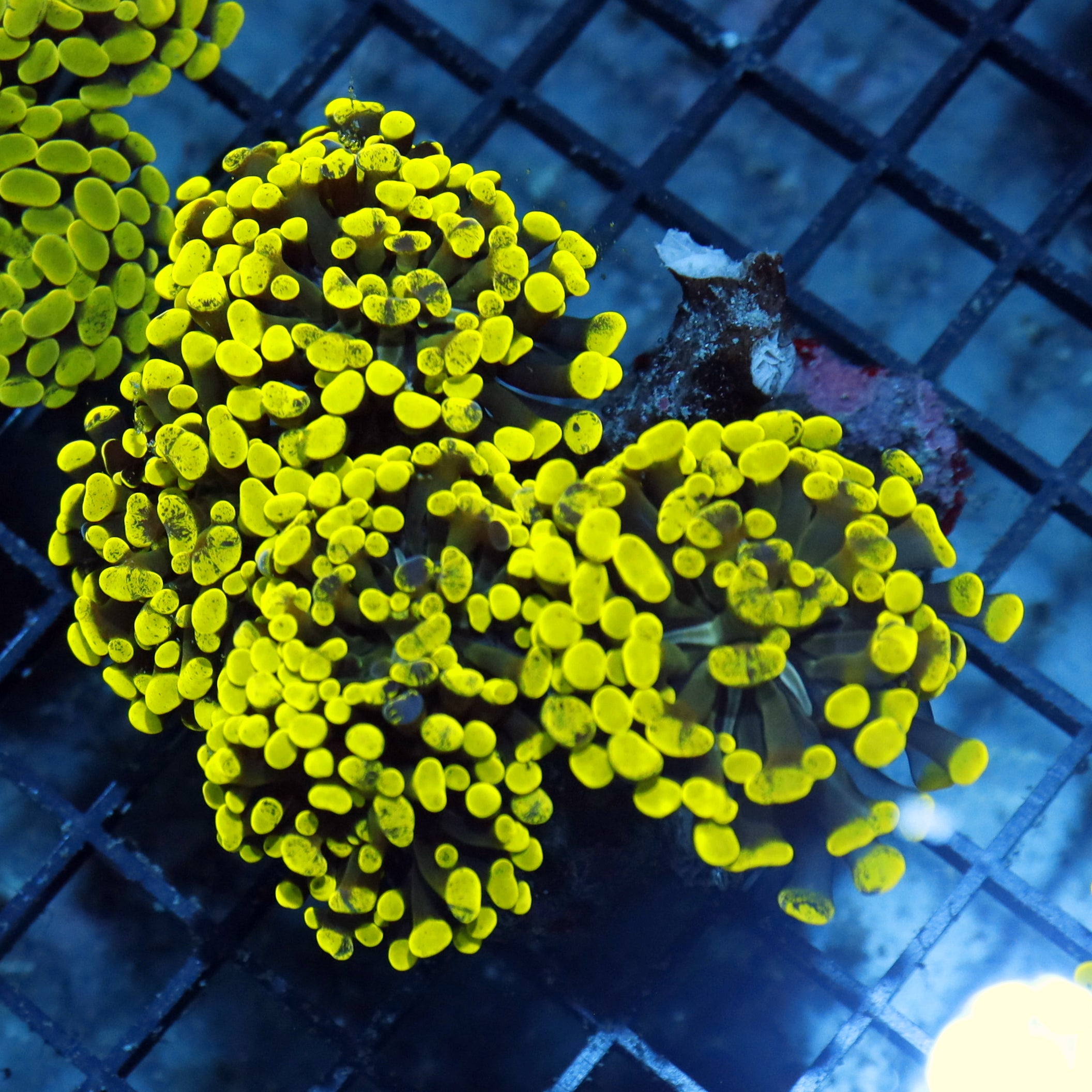 Hammer Branching Metallic Splatter – Marine Exotics