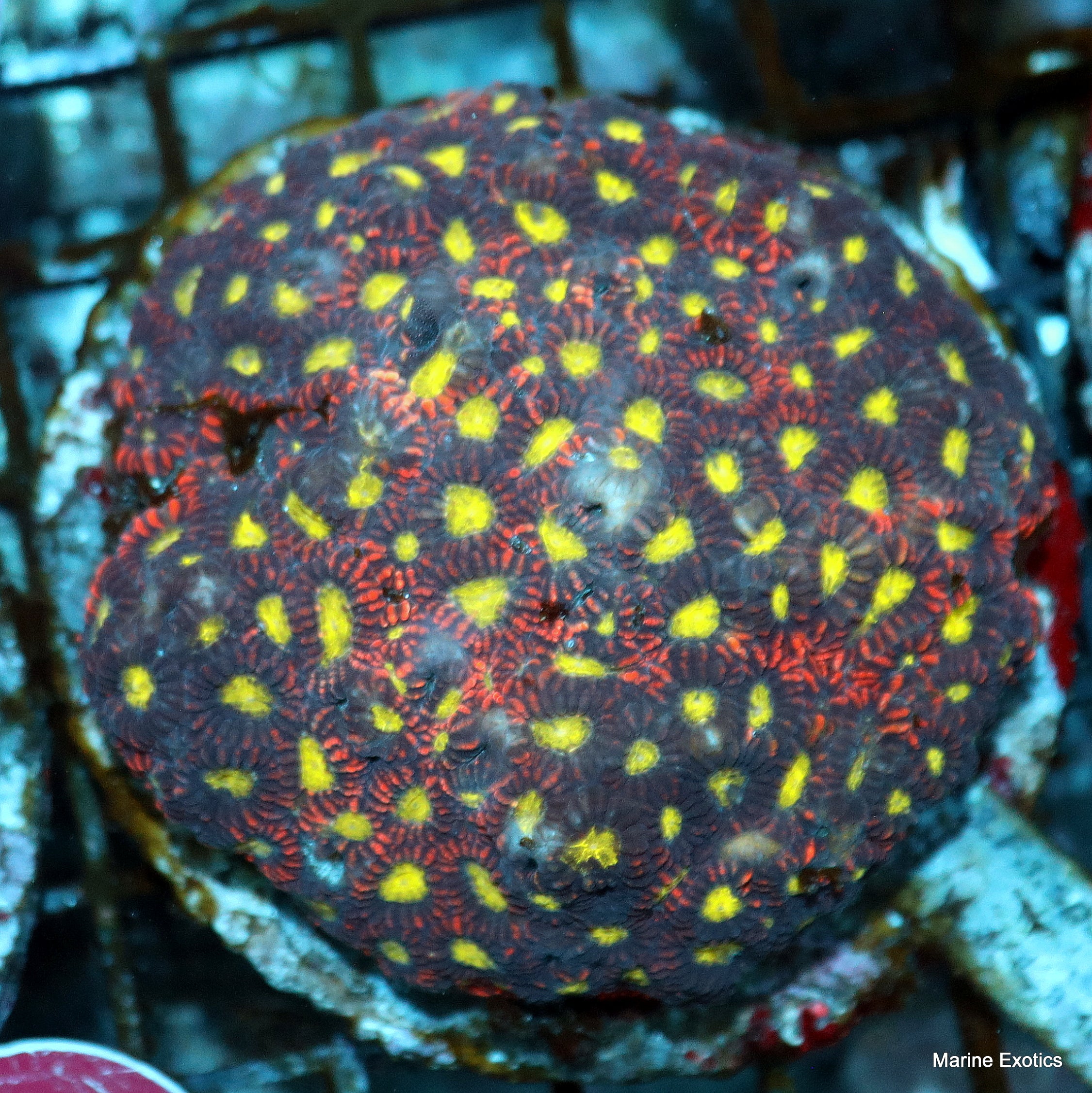 Favia ultra Grade A – Marine Exotics